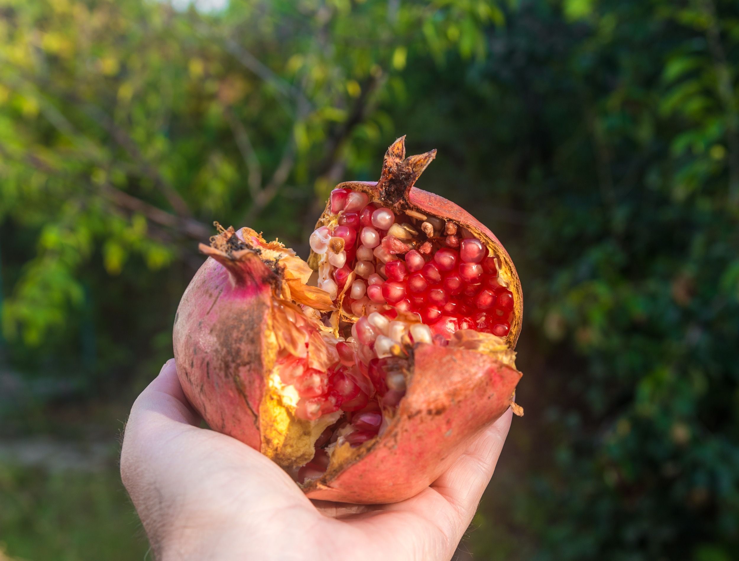 How to Grow Pomegranate Trees