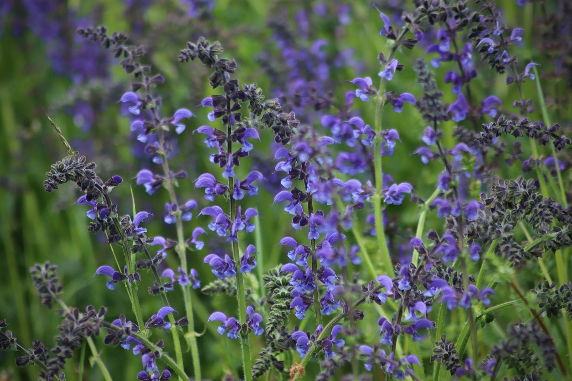 6 Purple Perennial Flowers for Your Garden