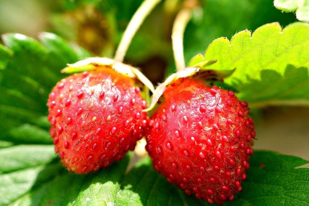 7 Tips For Growing Strawberries in Pots and Hanging Baskets