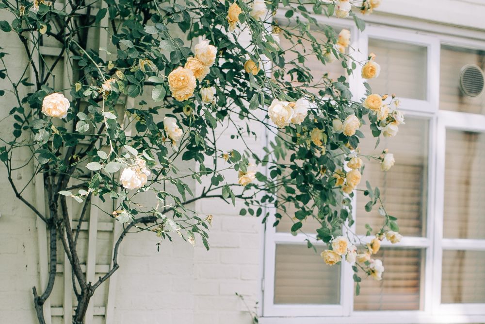 Why You Should Use Epsom Salt for Your Roses