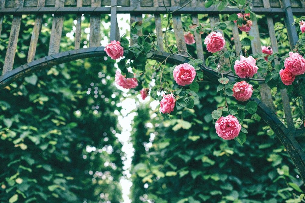5 Plants to Cut Back in Spring