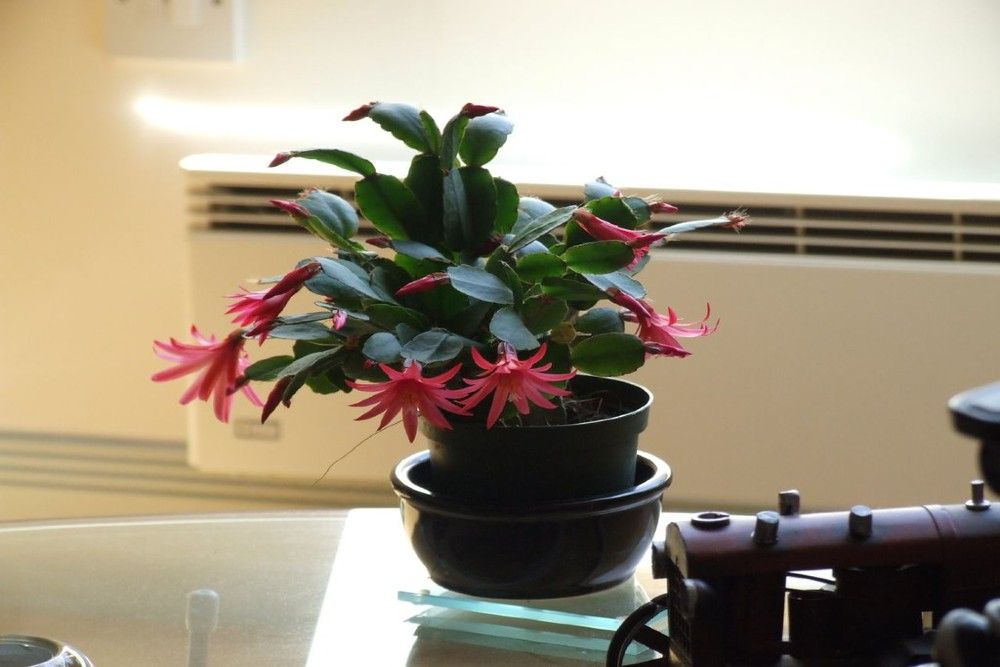 7 Common Problems With Your Easter Cactus
