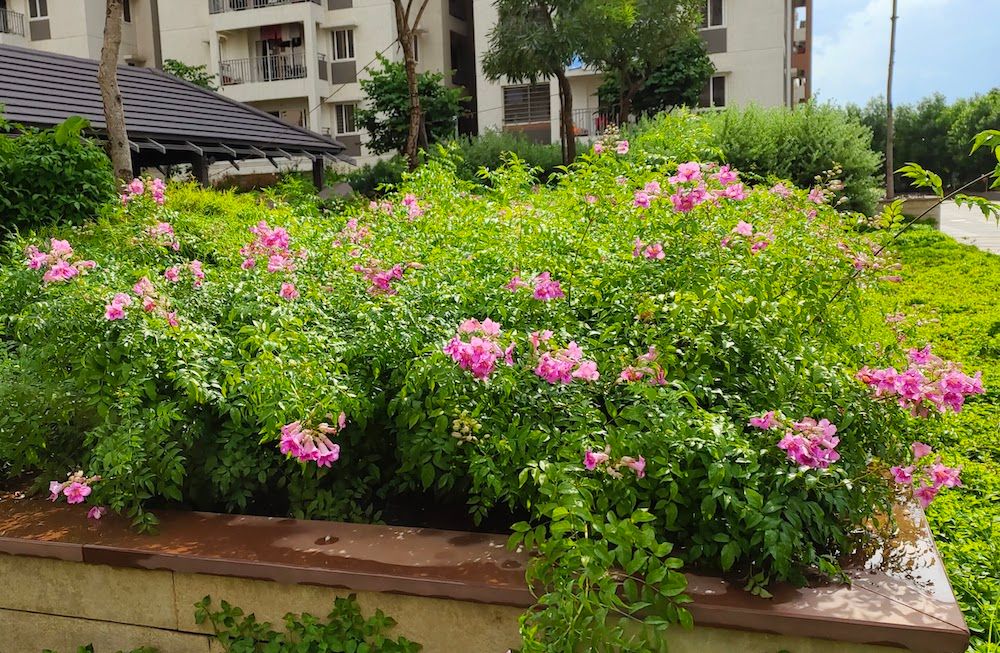 Indirect vs Direct Sunlight: What's the Difference?