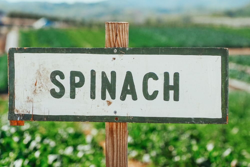 4 Benefits of Growing Spinach in Your Home Garden