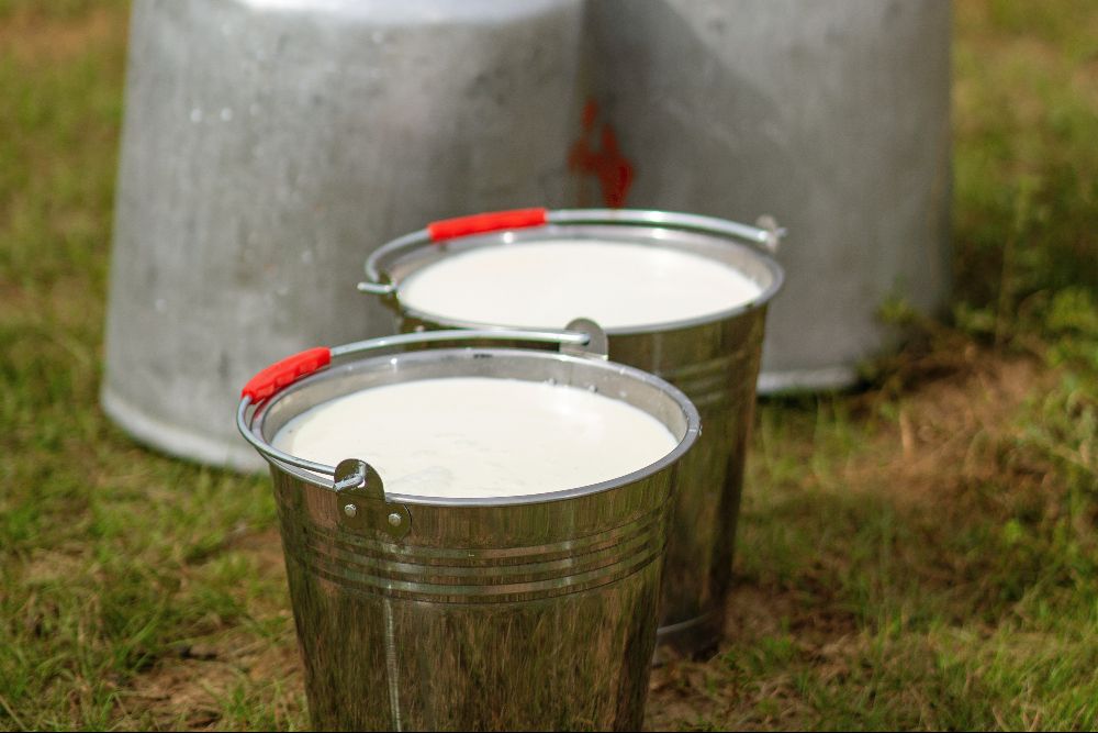 How to Use Milk for Plant Care