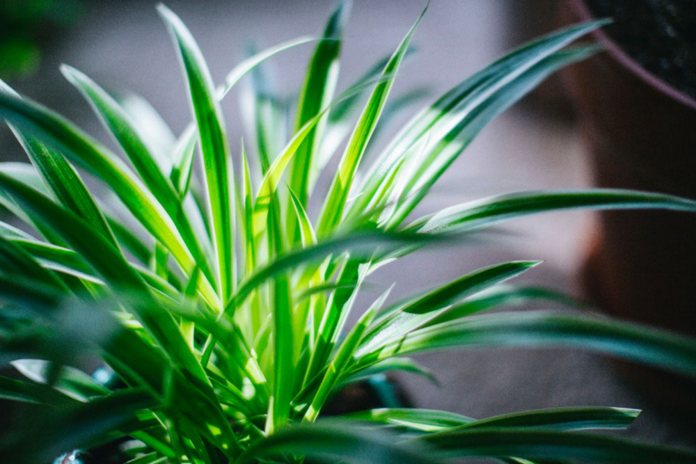 8 Benefits of Having a Spider Plant in Your Home