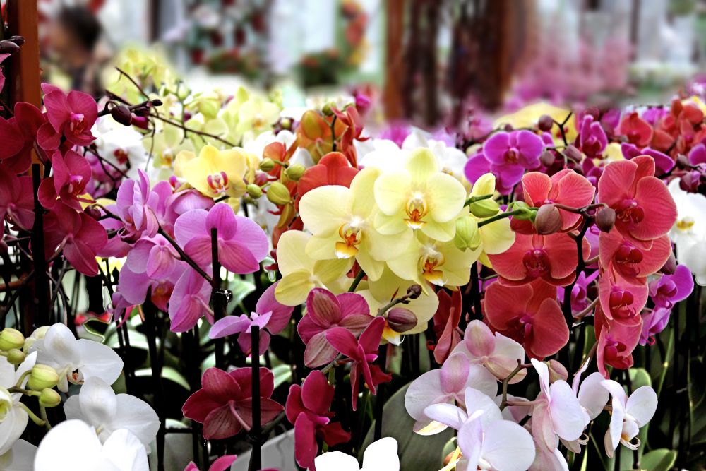 7 Tips on Growing Orchids Outdoors