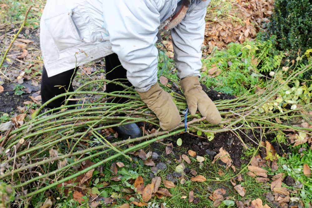6 Tips for Growing Climbing Roses