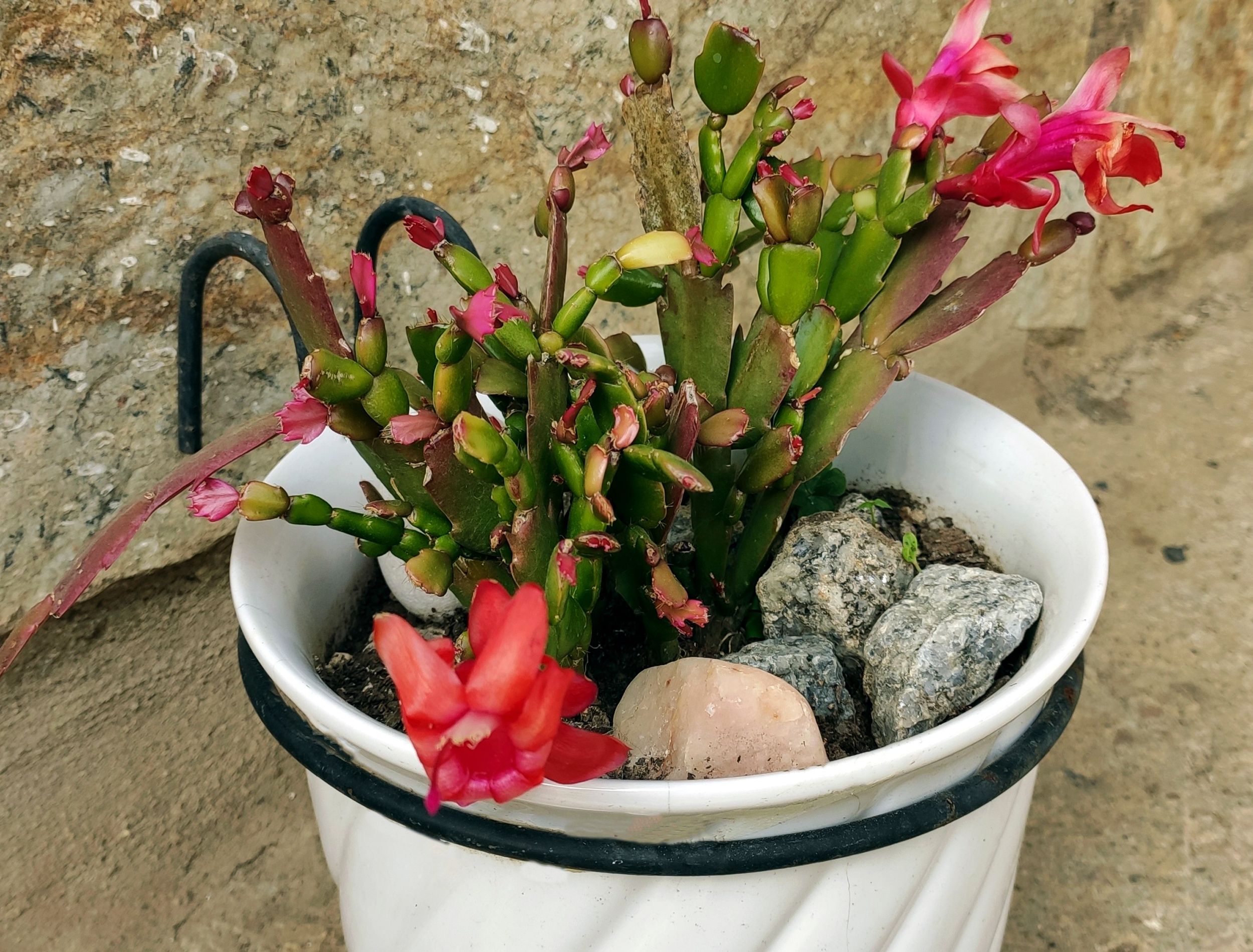 7 Common Problems With Your Easter Cactus