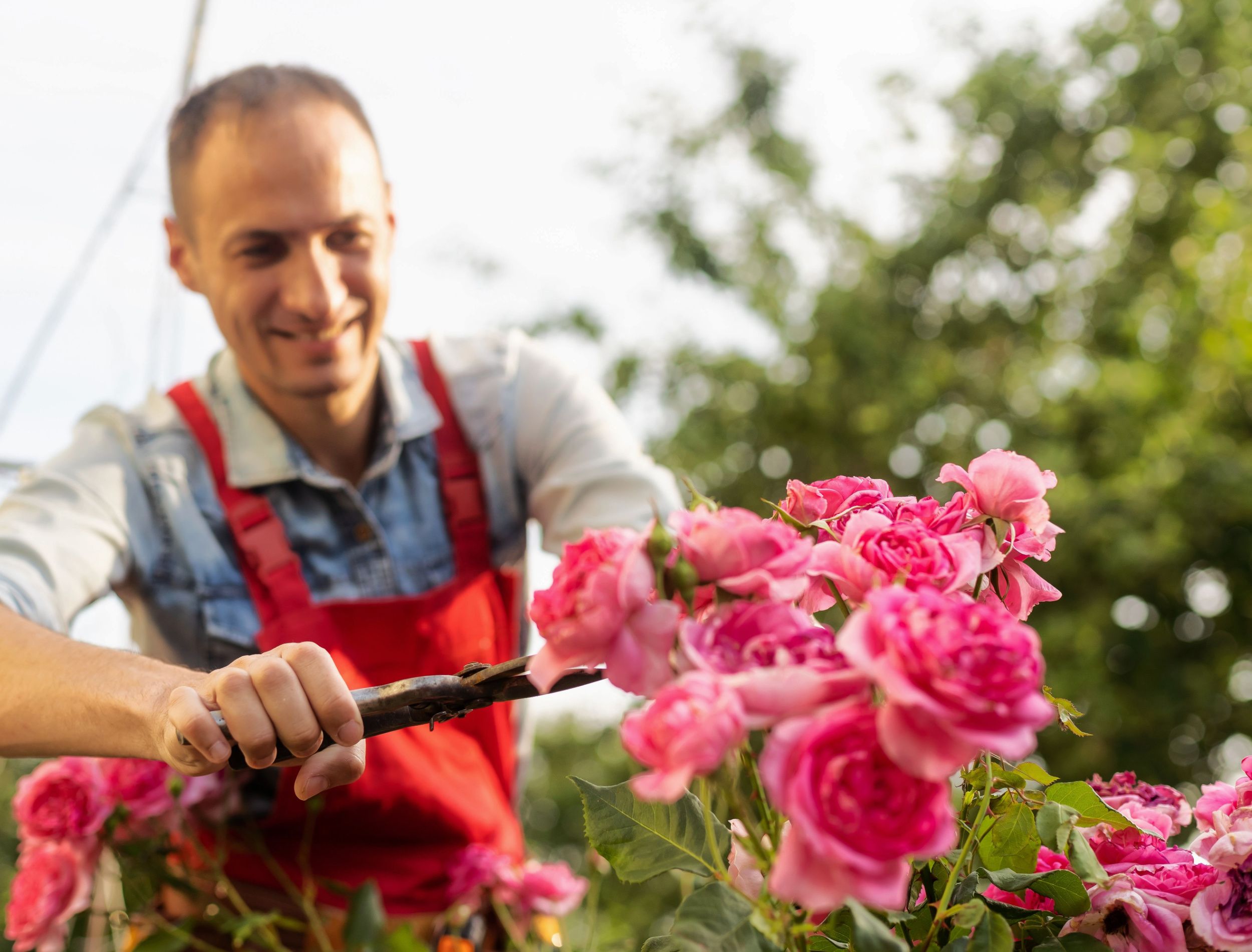 6 Tips for Growing Climbing Roses