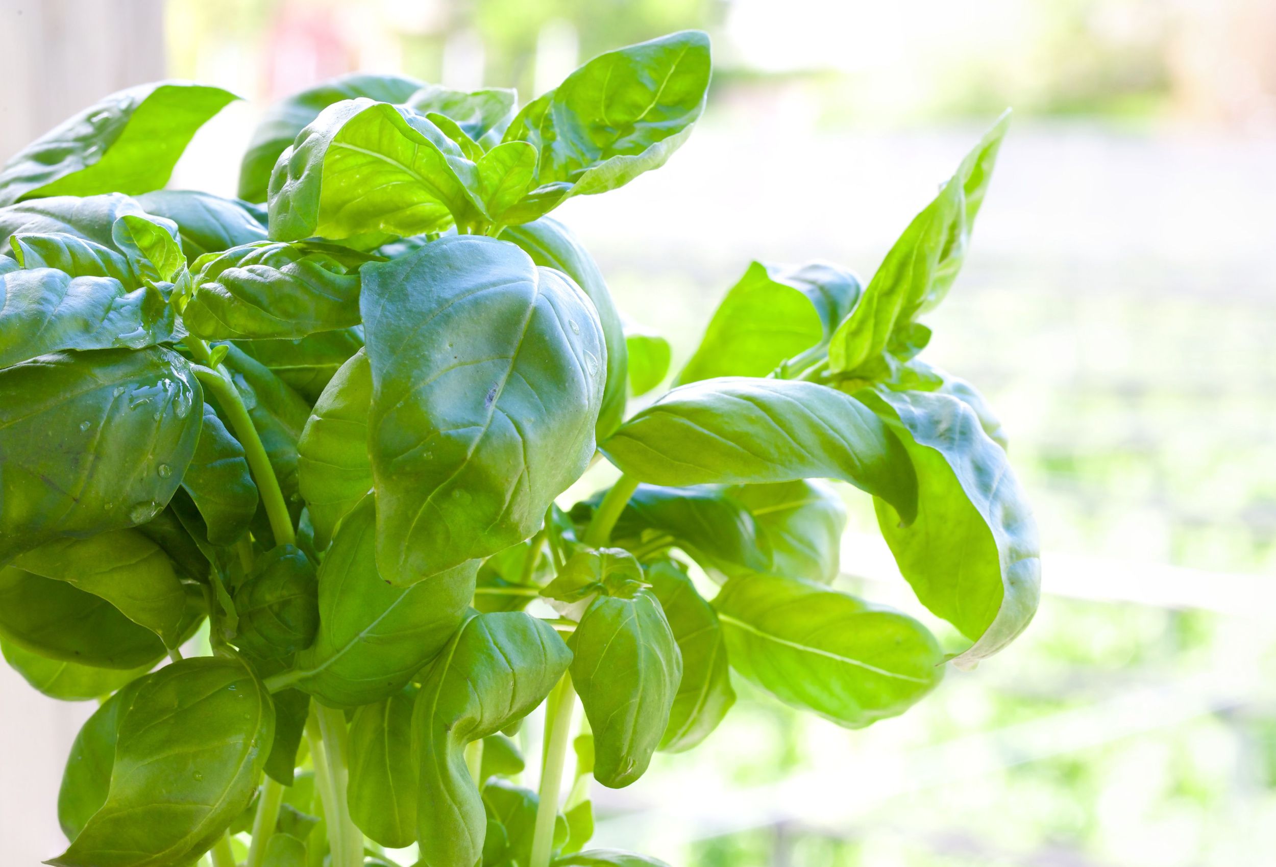 3 Common Basil Growing Problems