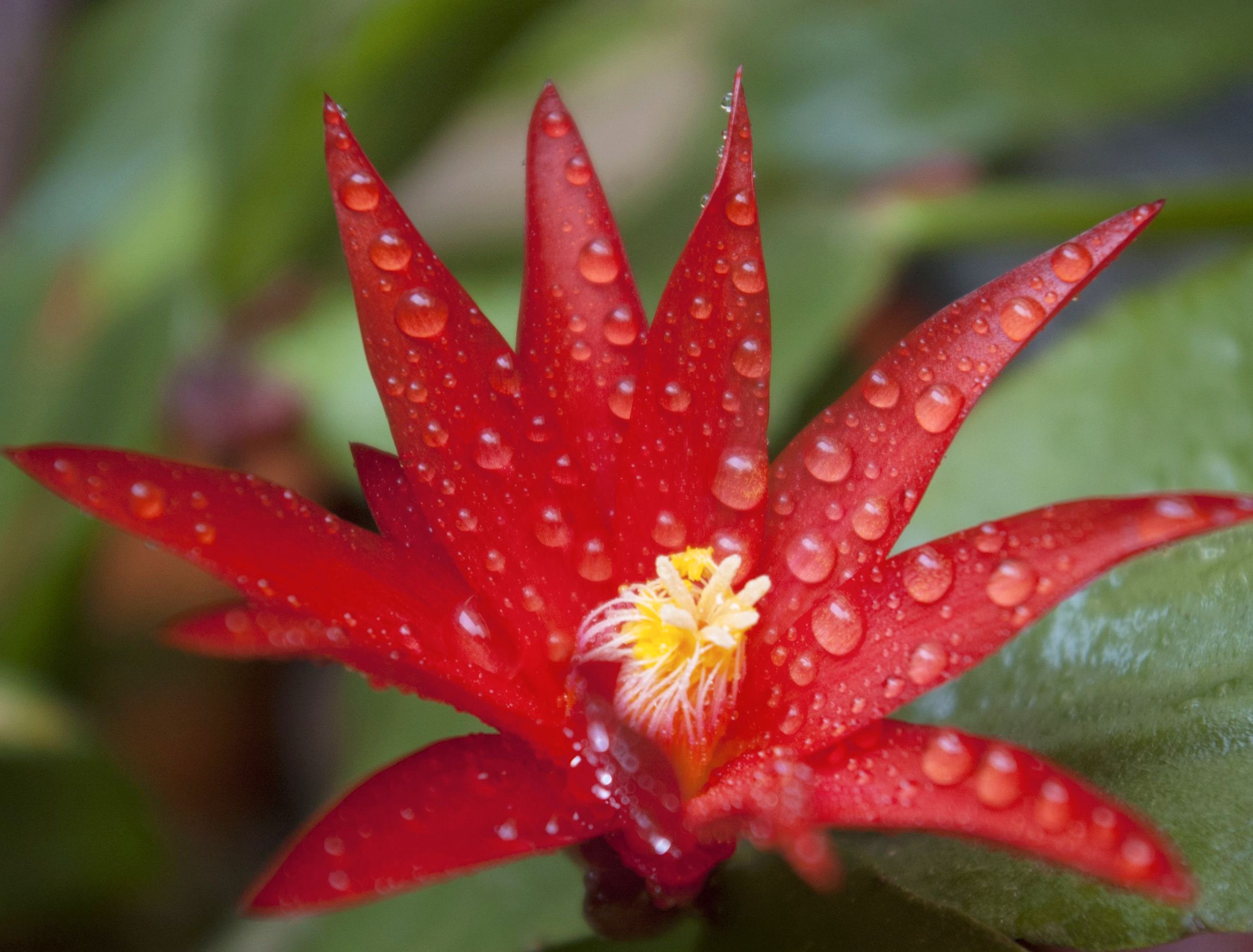 7 Common Problems With Your Easter Cactus