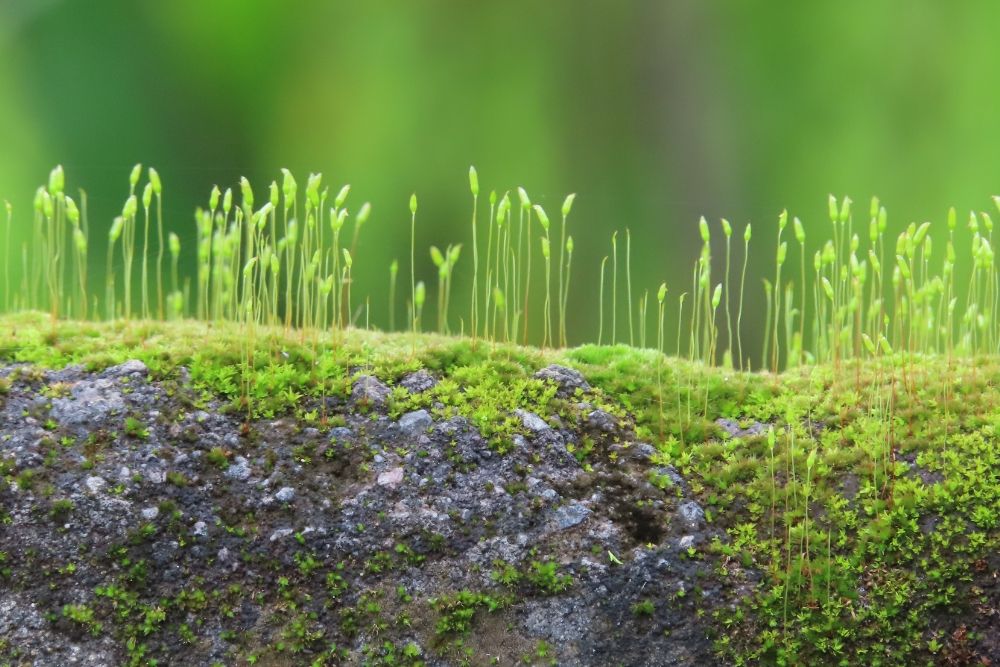 How to Get Rid of Moss in Your Lawn