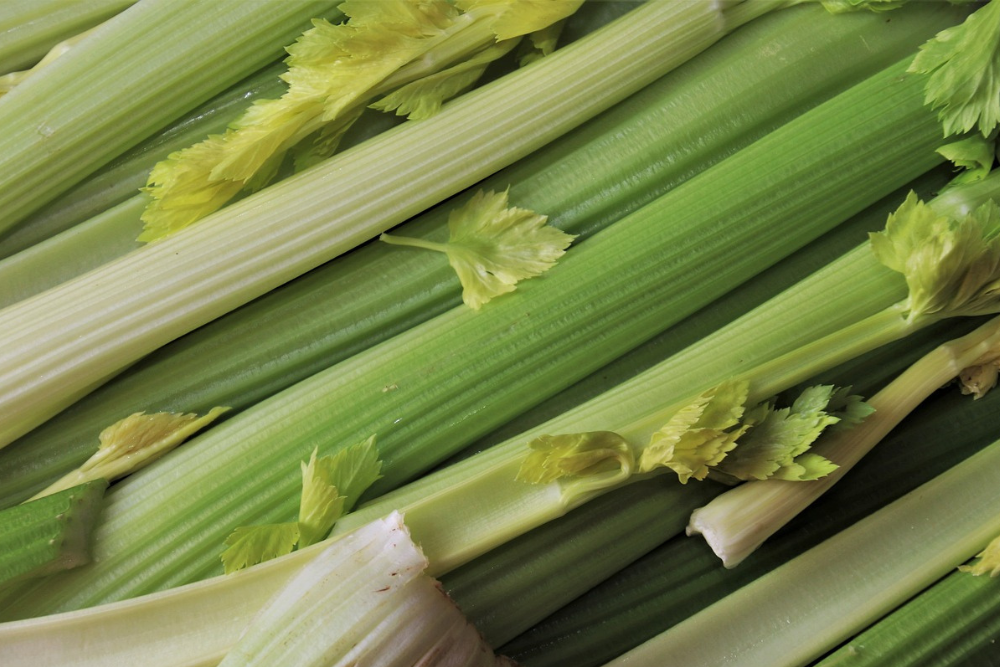 8 Tips For Growing Celery in Your Home Garden