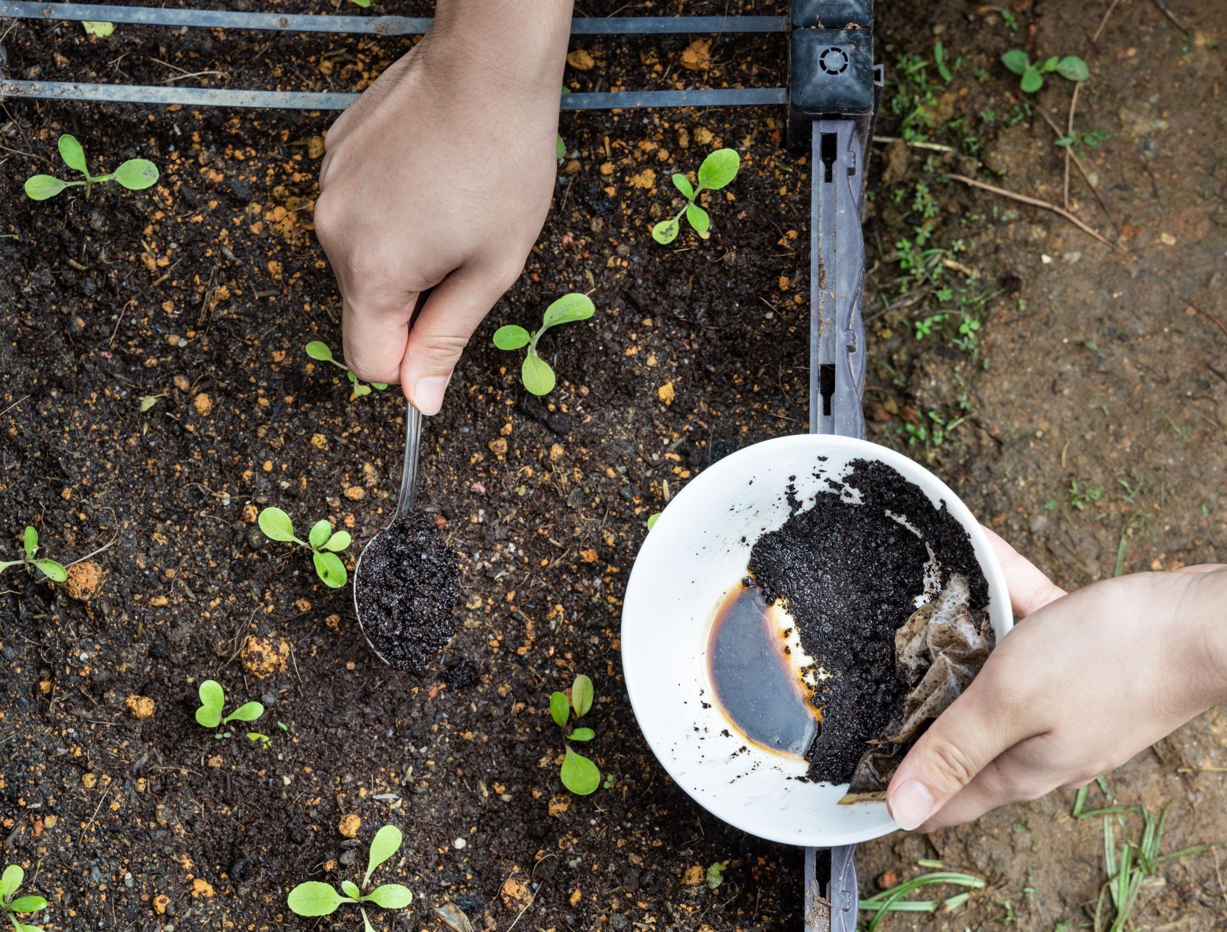 7 Reasons to Use Coffee Grounds in Your Garden