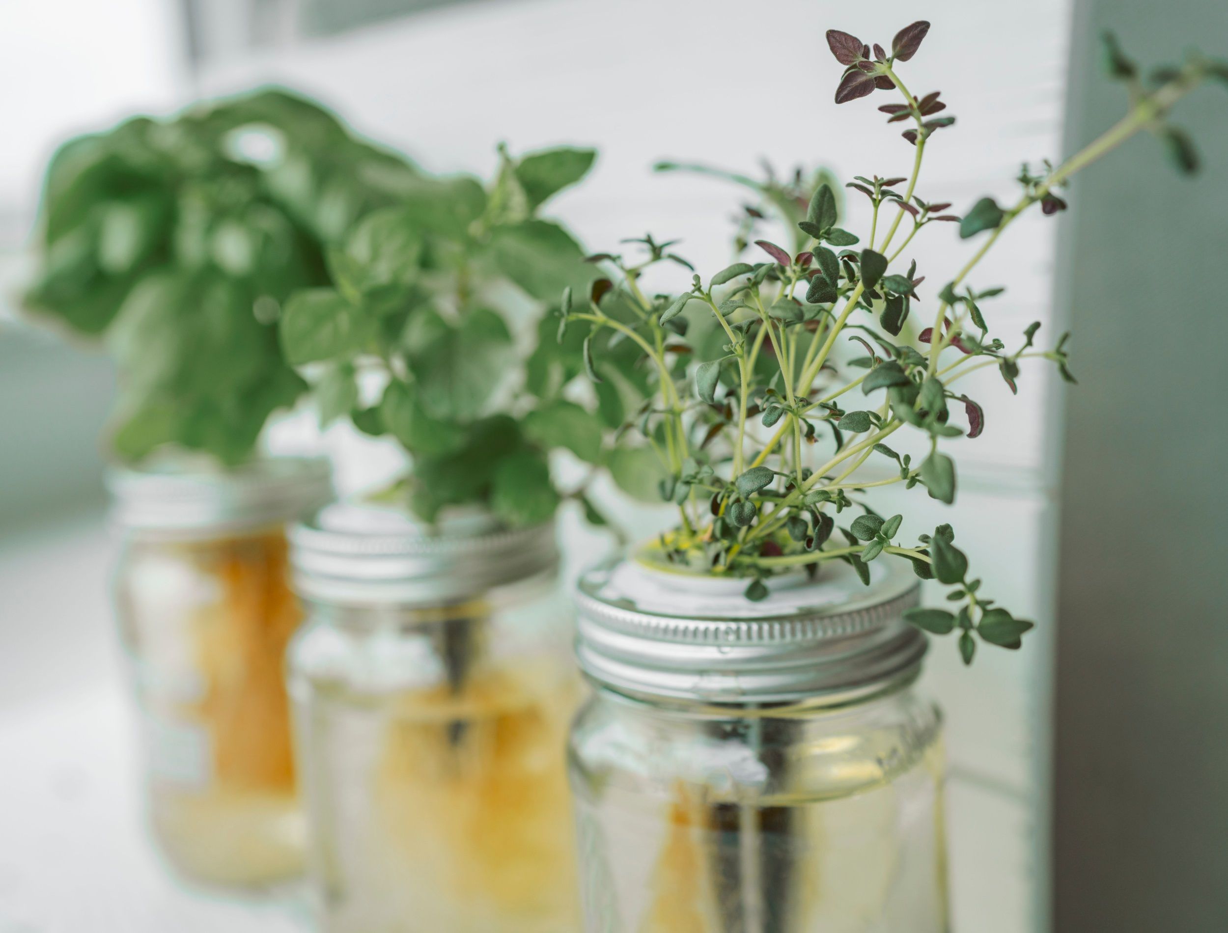 5 Herbs You Can Grow in Water 5 Herbs You Can Grow in Water