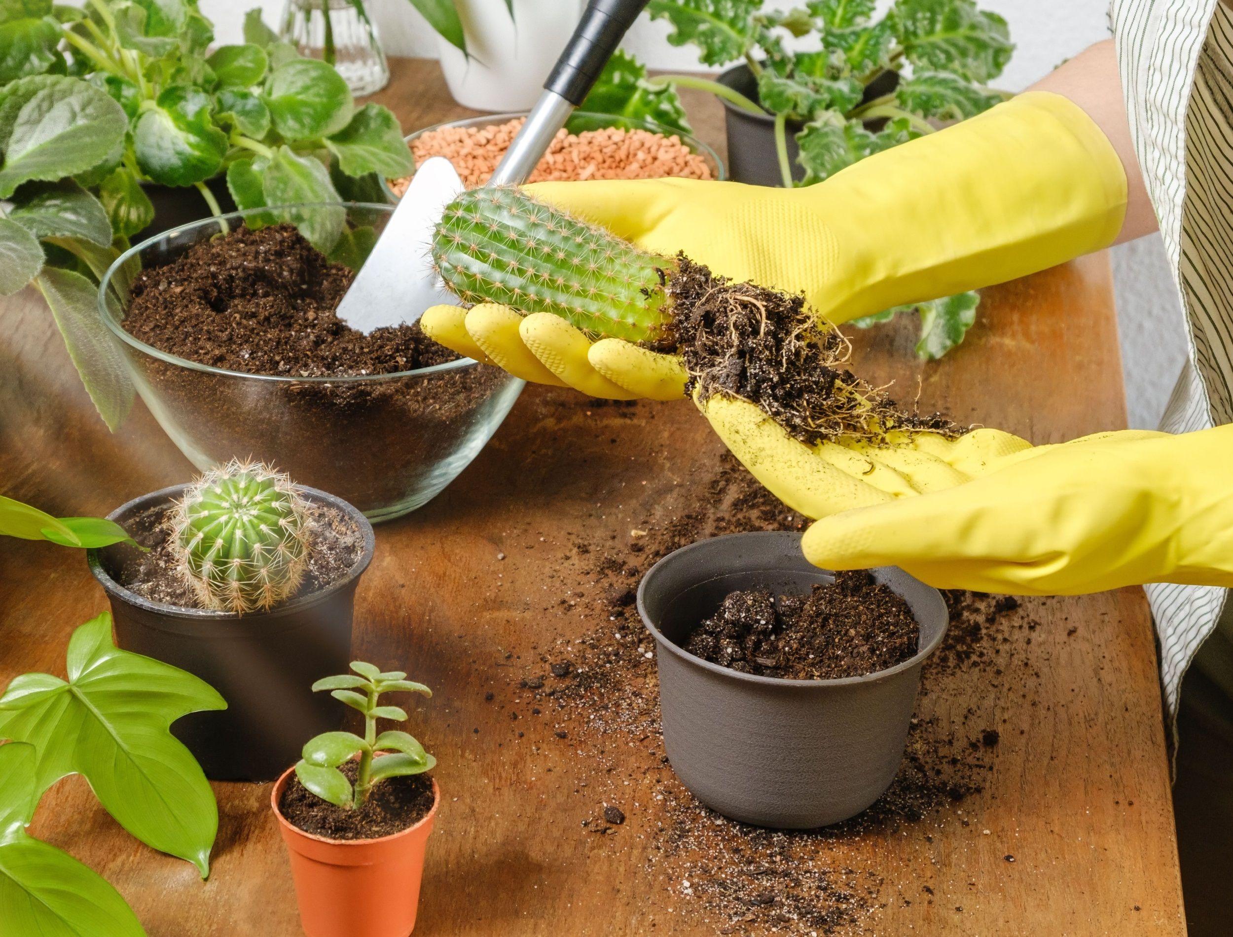 How to Grow and Care For Indoor Cacti