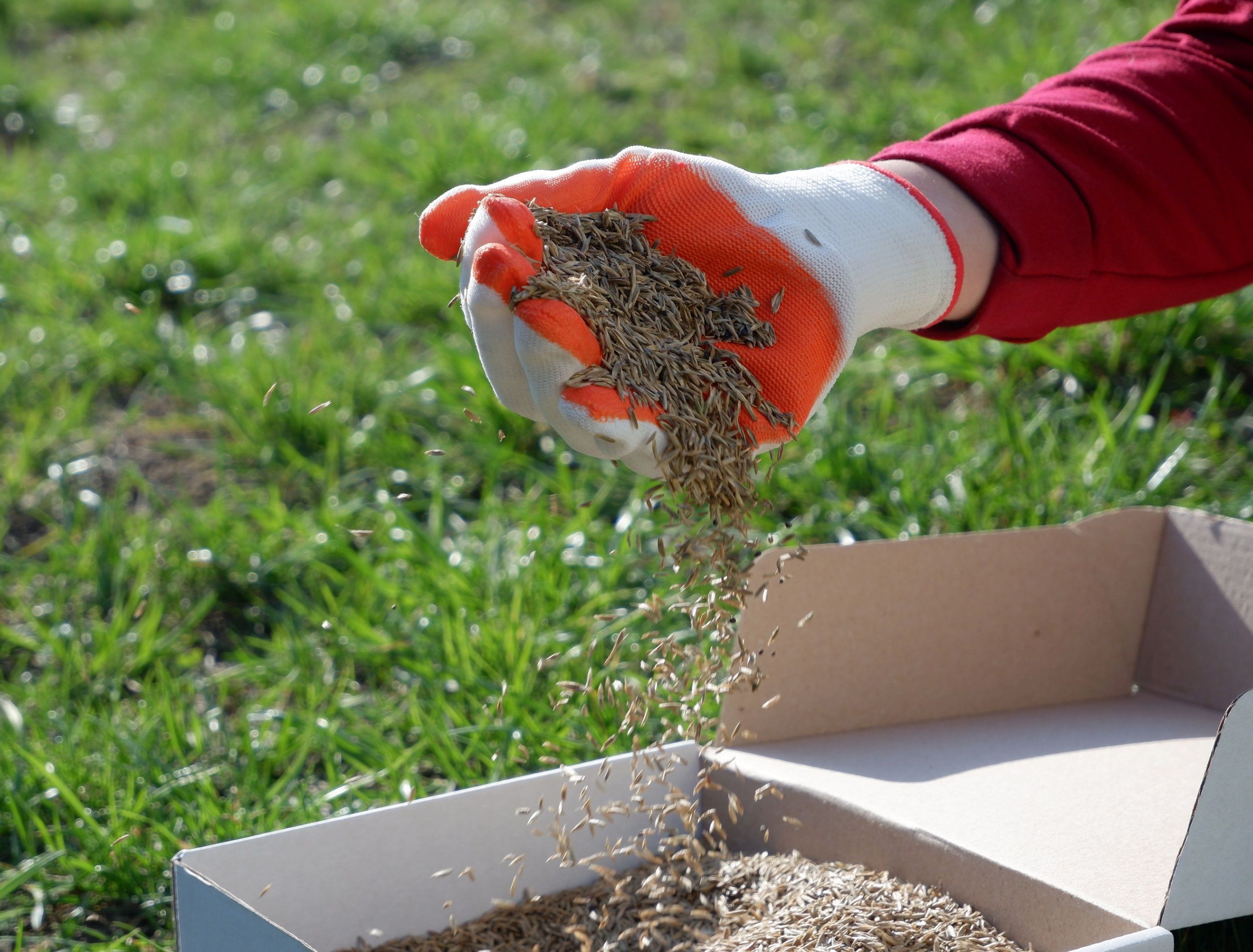 When to Overseed Your Lawn in Spring