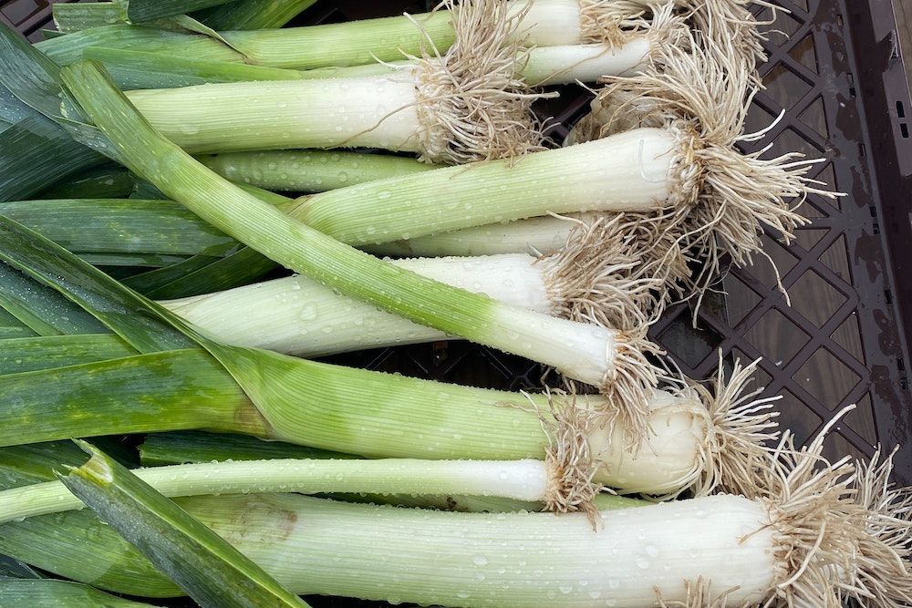 7 Perennial Onions to Grow in Your Vegetable Garden