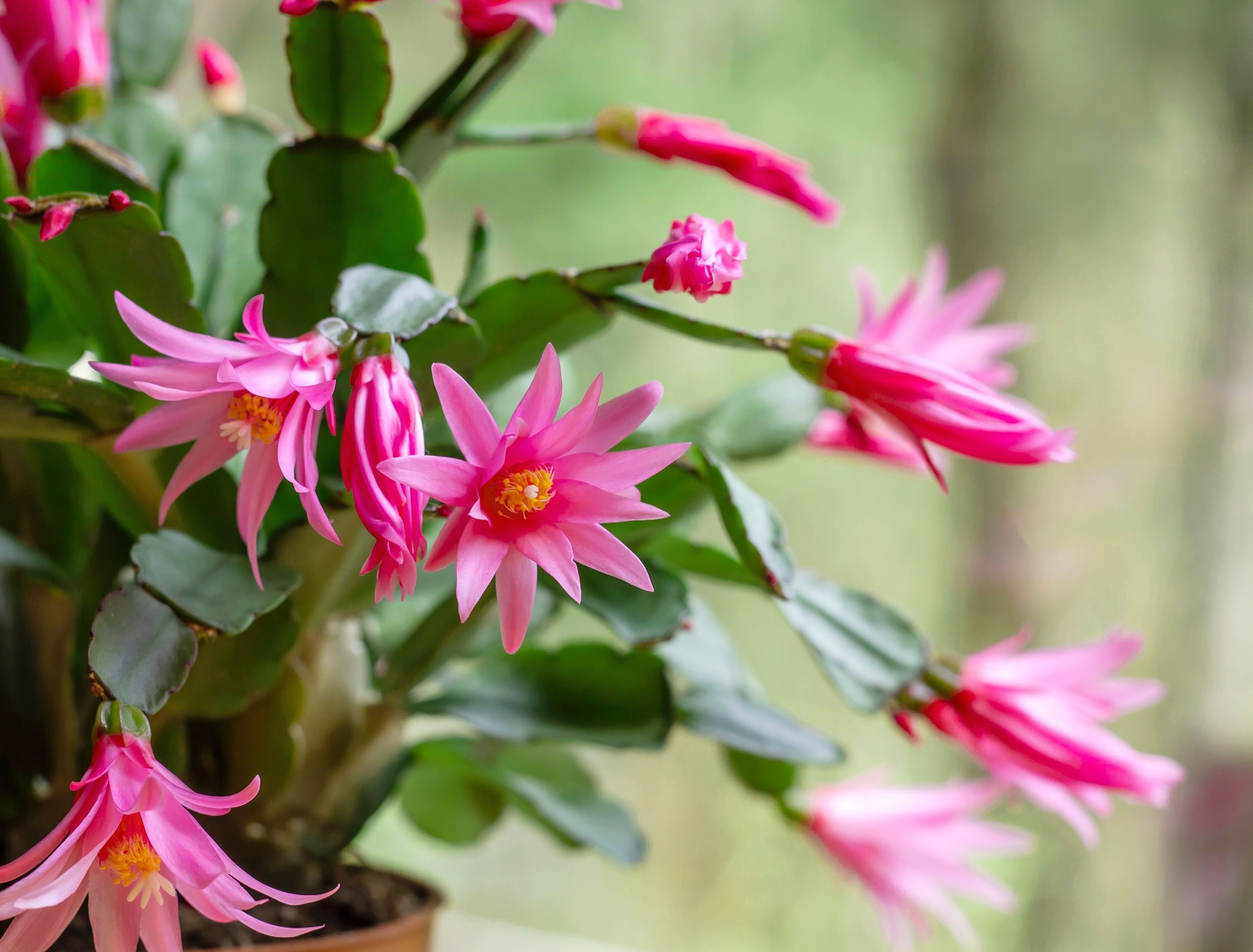 6 Tips For Caring For Your Easter Cactus