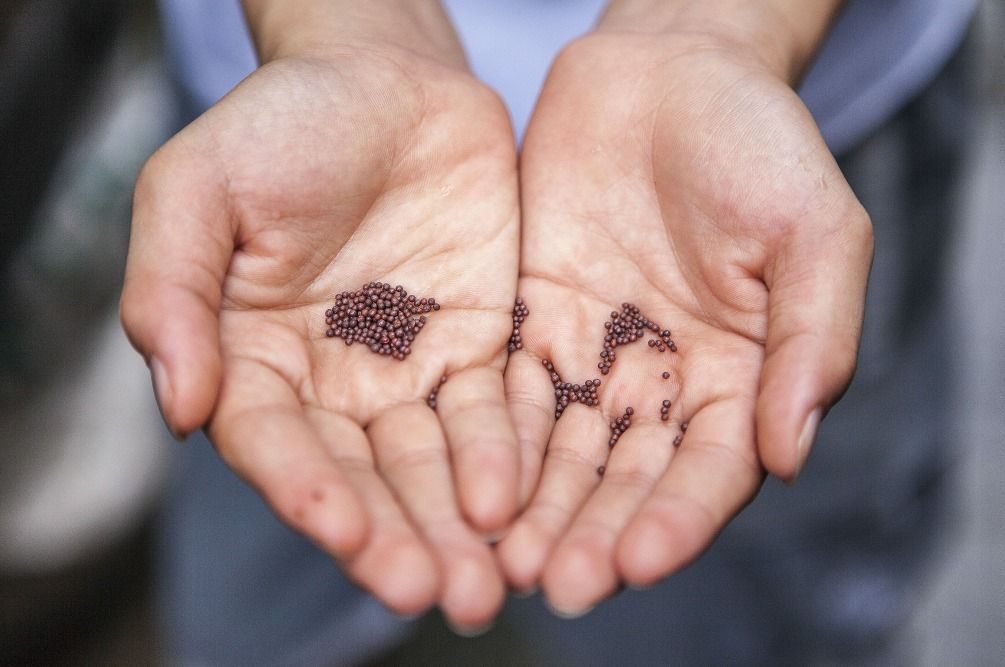 7 Tips for Growing Strawberries From Seed