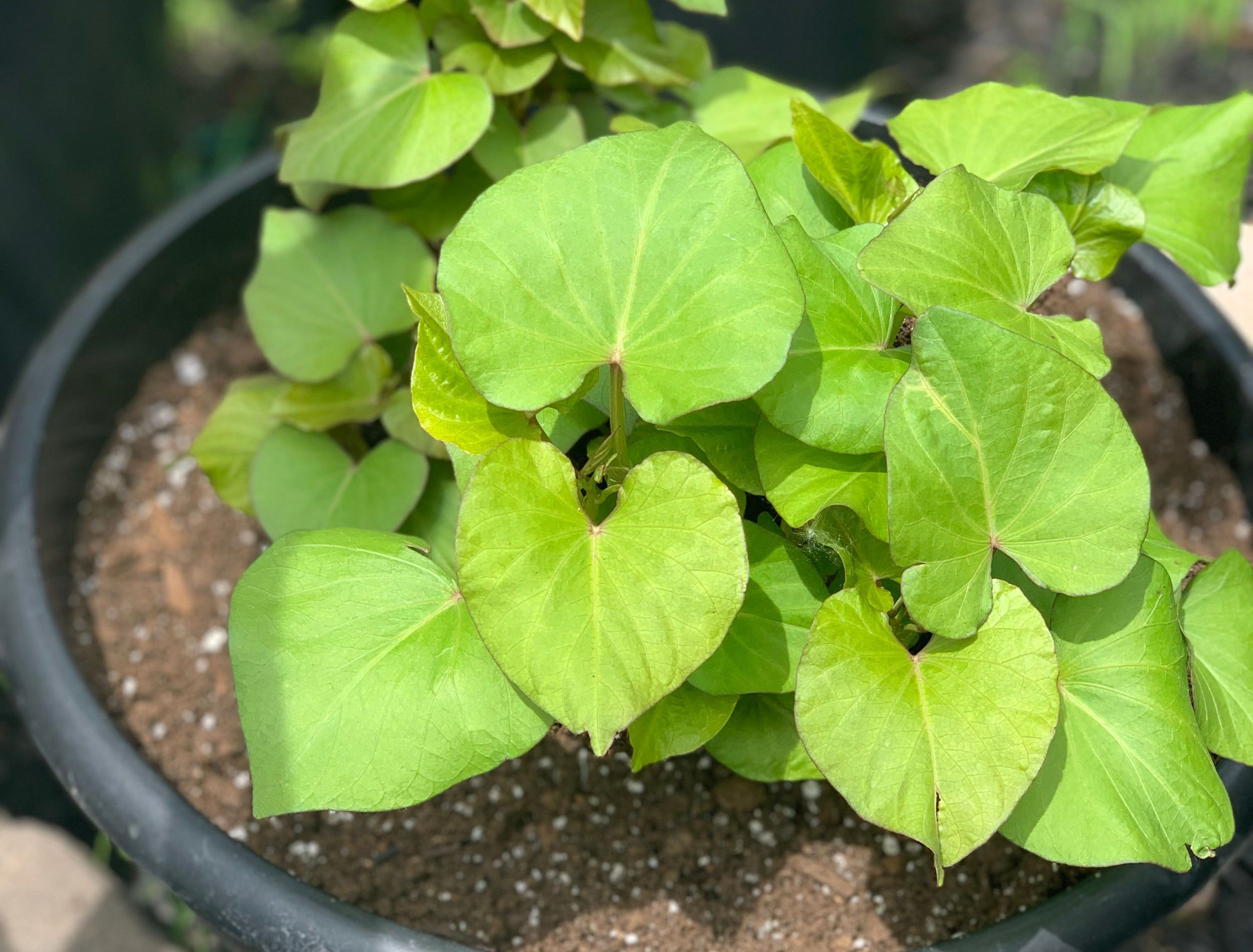 7 Tips For Growing Sweet Potatoes in Containers