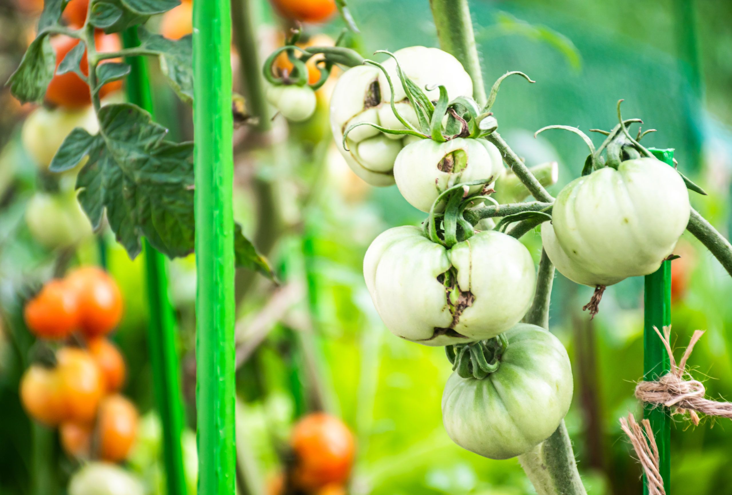 Why Your Tomatoes Are Catfacing and How to Fix It
