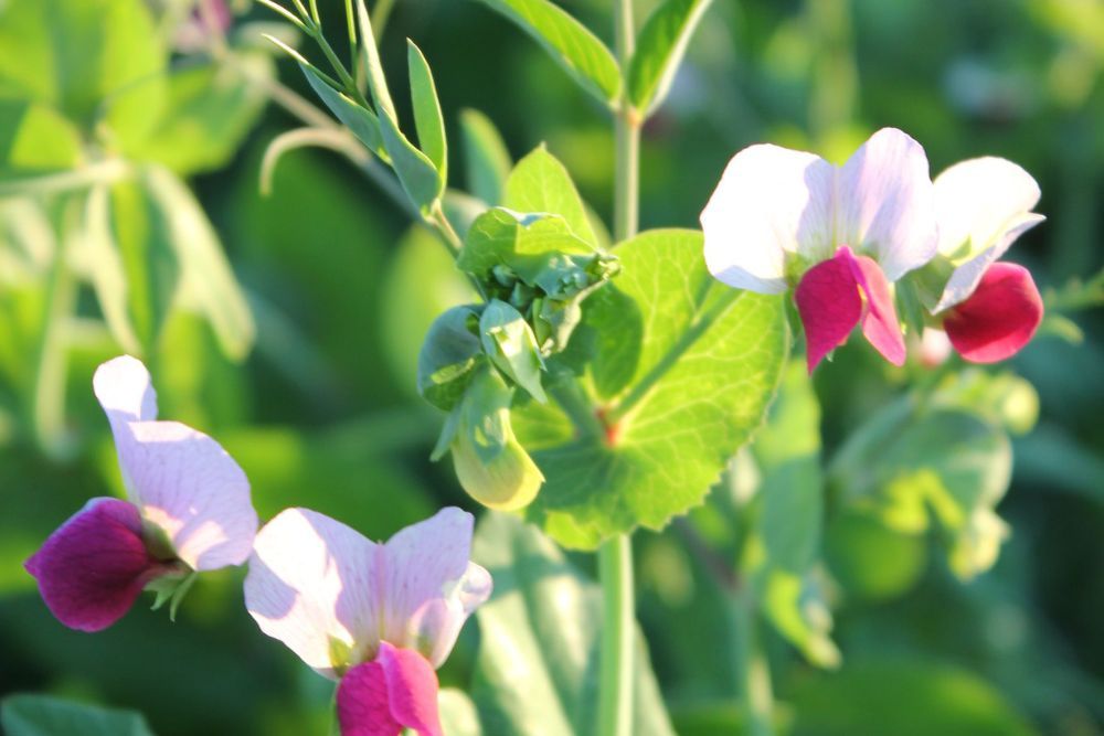 4 Plants That Will Keep Weeds Away