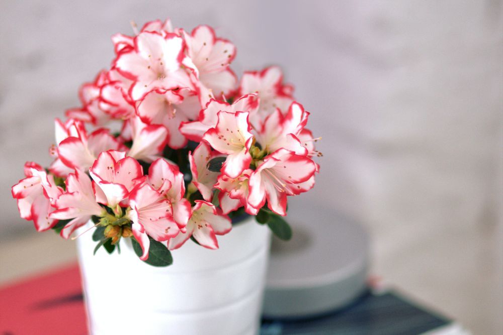 5 Tips for Growing Azaleas in Pots