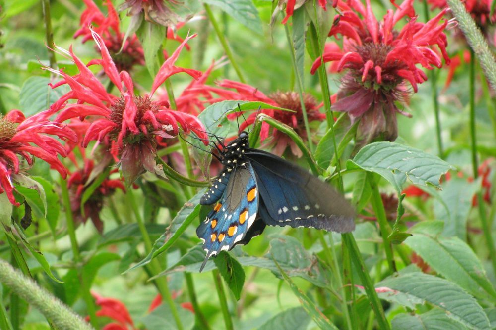 5 Best Perennial Garden Butterfly Plants