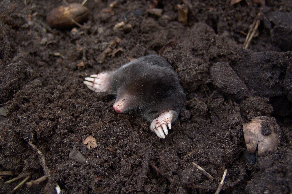 How to Get Rid of Moles in Your Yard or Garden