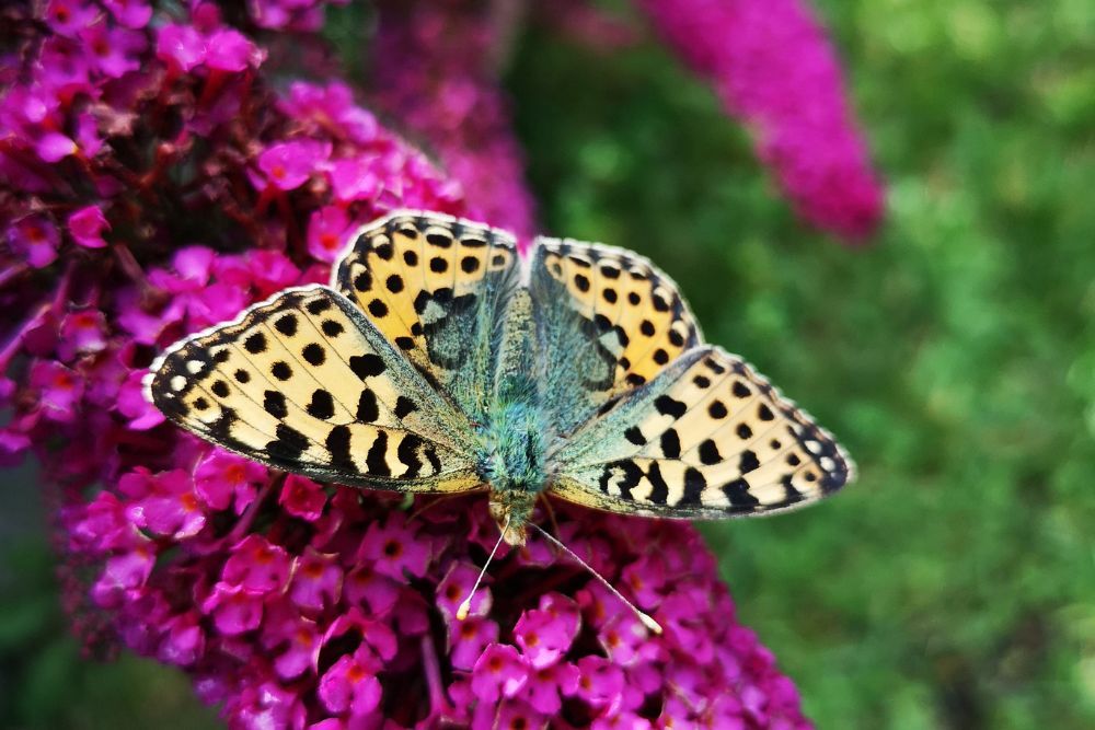 5 Best Perennial Garden Butterfly Plants