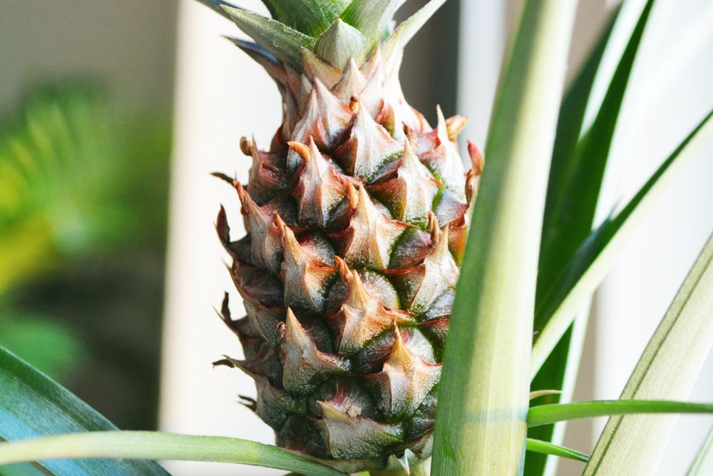 How to Grow Pineapple from Pineapple