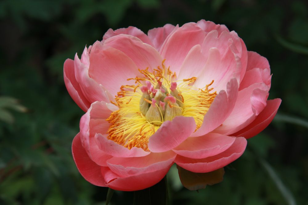 7 Stunning Peonies to Grow in Your Garden