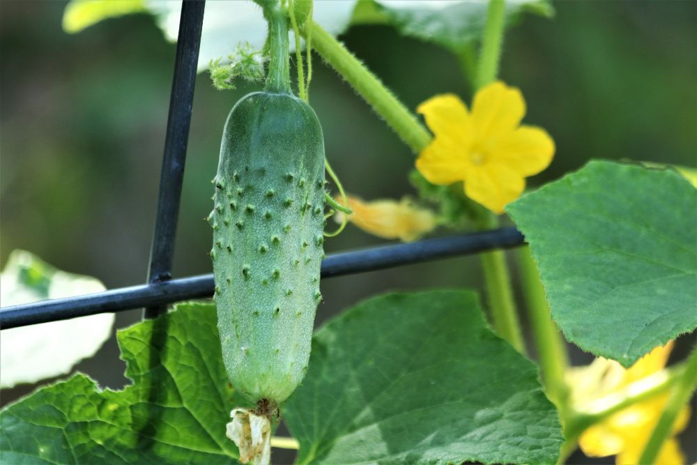 How to Grow Cucumbers in Containers