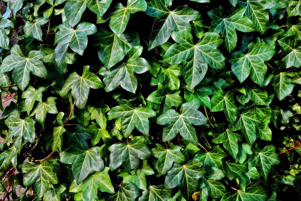 6 Outdoor Plants That Don't Need Sunlight
