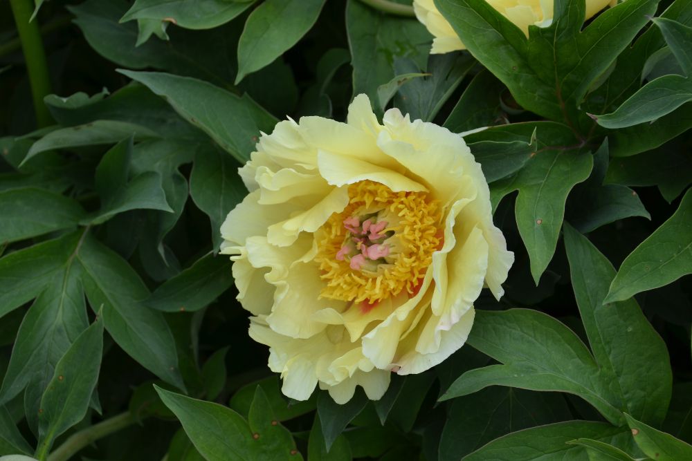 7 Stunning Peonies to Grow in Your Garden