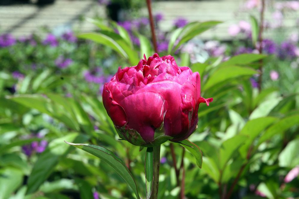 7 Stunning Peonies to Grow in Your Garden
