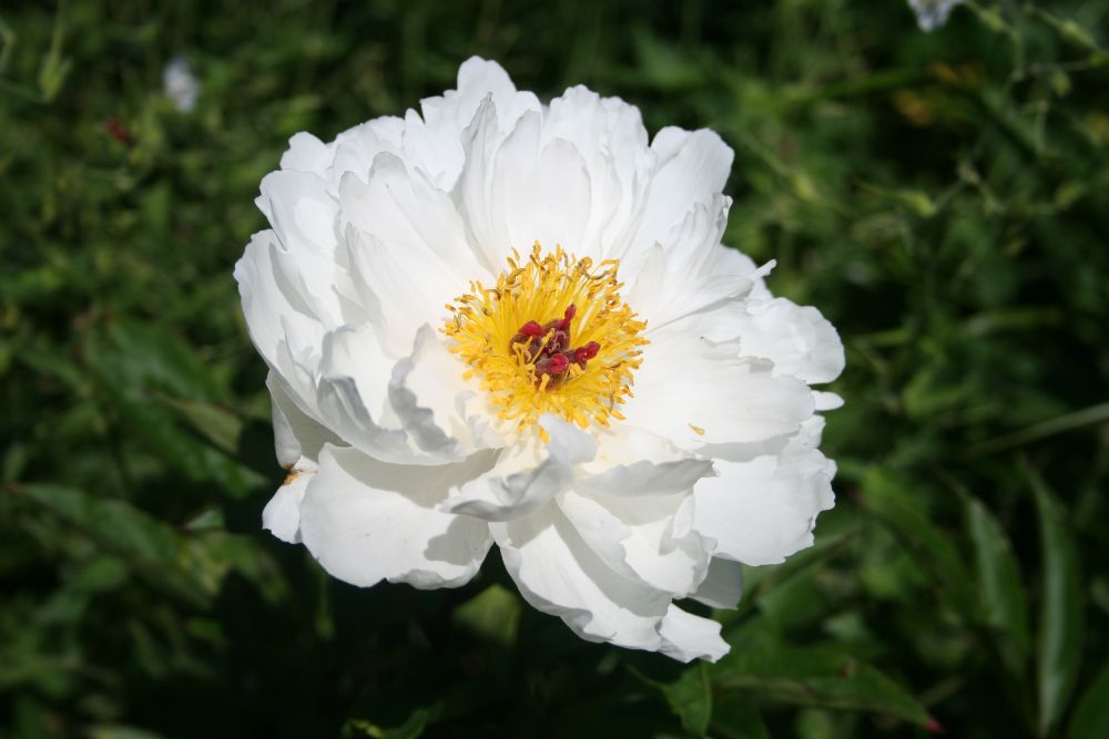 7 Stunning Peonies to Grow in Your Garden