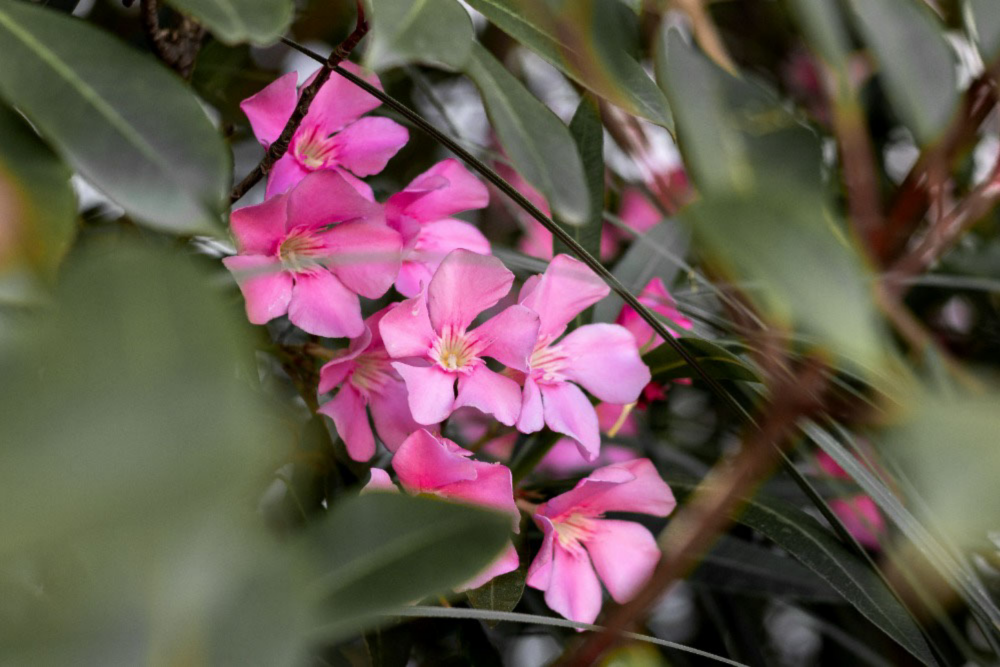 8 Poisonous Flowers to Watch for in Your Garden