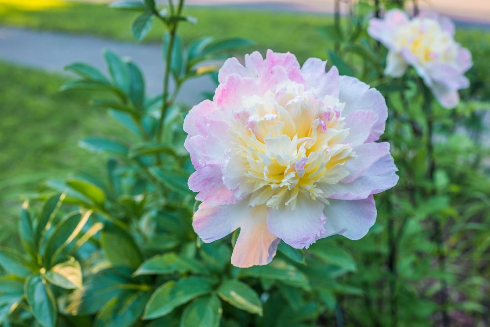7 Stunning Peonies to Grow in Your Garden