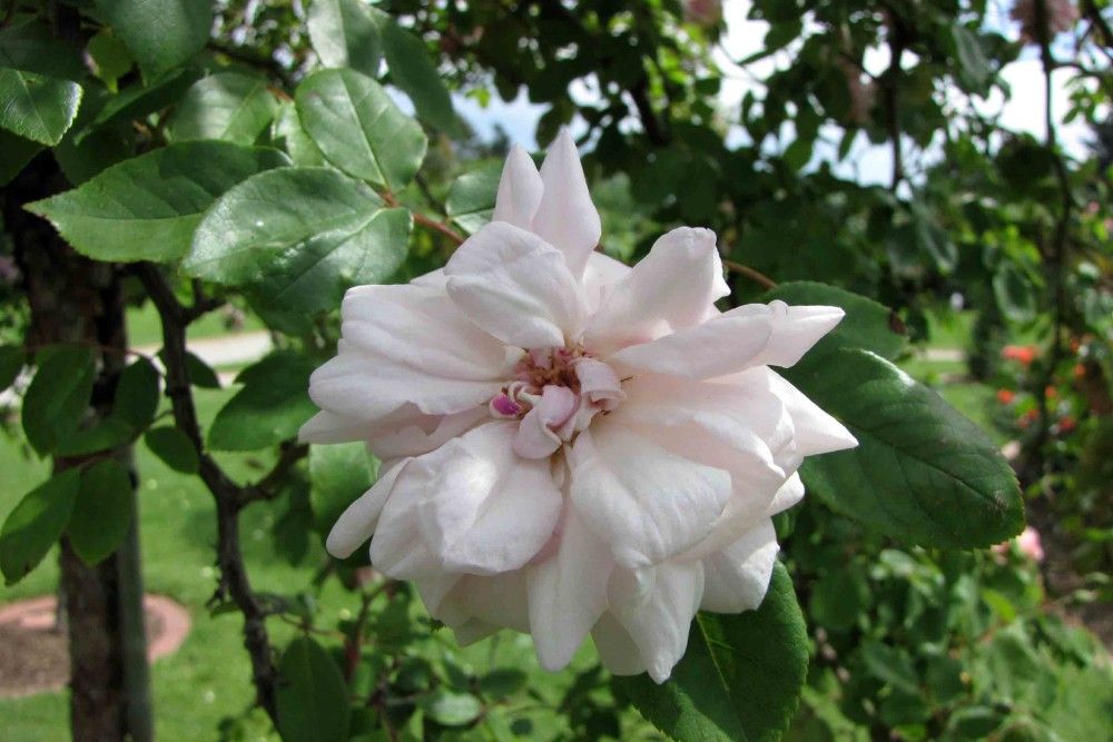 7 Best Climbing Roses For Your Garden
