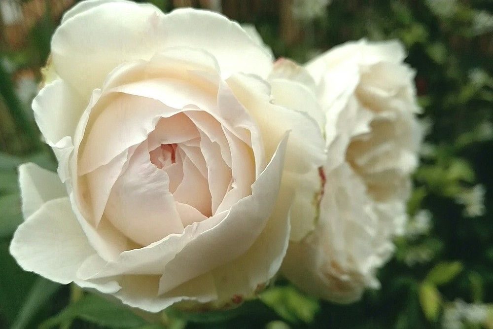 7 Best Climbing Roses For Your Garden
