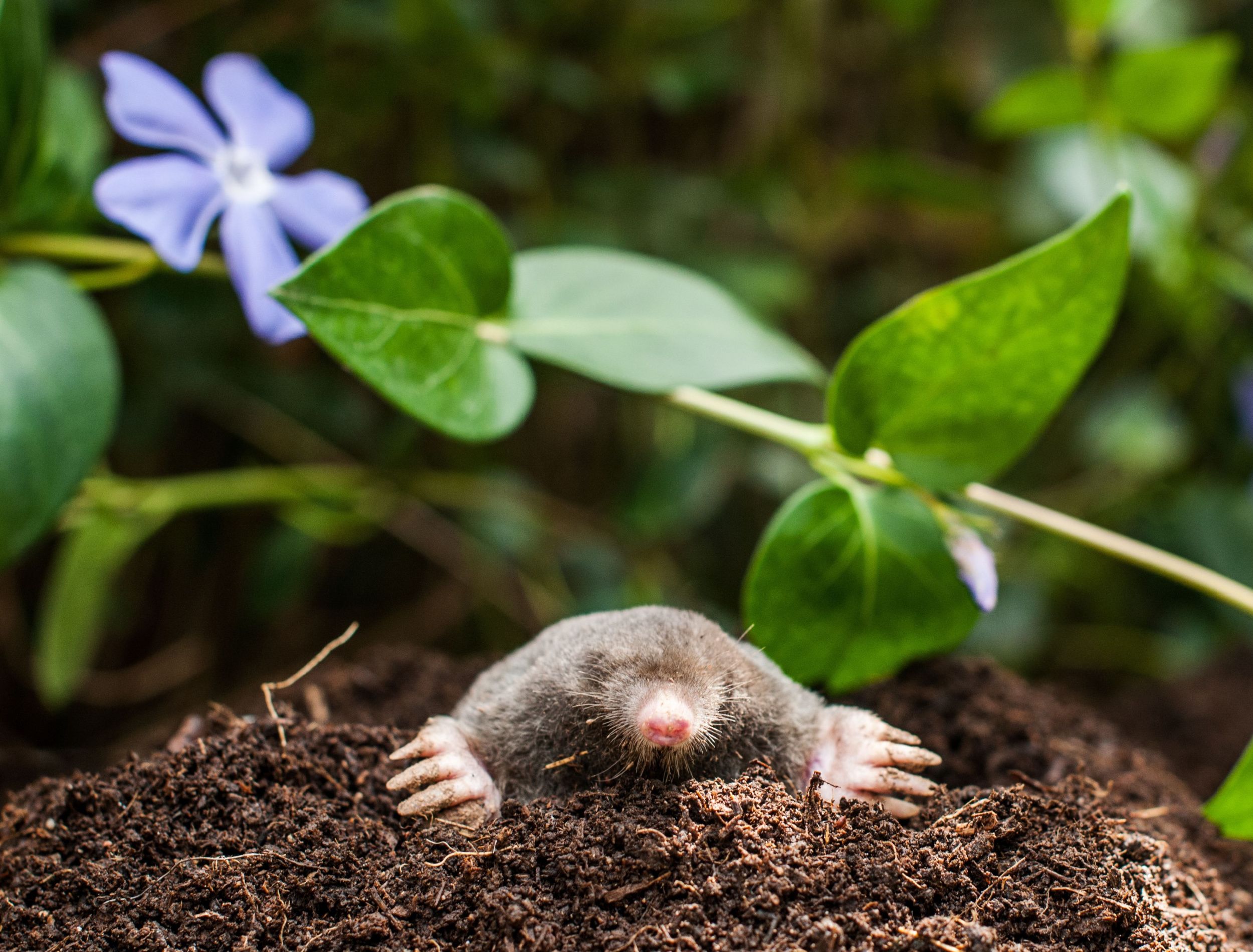 How to Get Rid of Moles in Your Yard or Garden