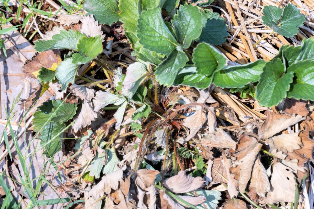 5 Common Strawberry Diseases & How to Fix Them