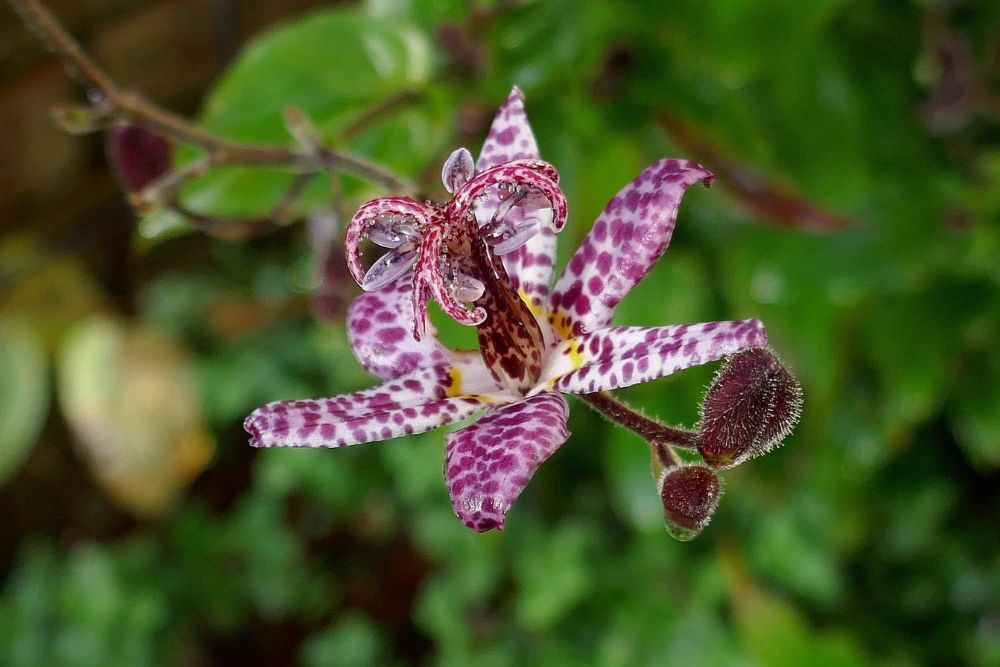 6 Most Unexpected Flowers to Consider Adding to Your Garden