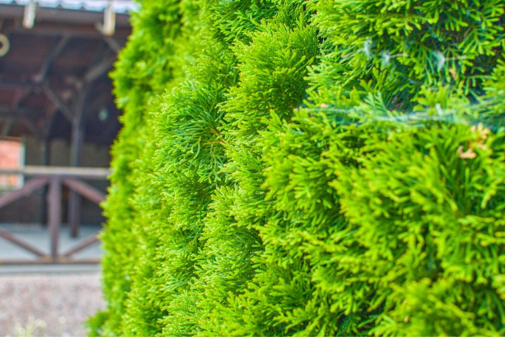 6 Amazing Living Fence Ideas for Your Yard