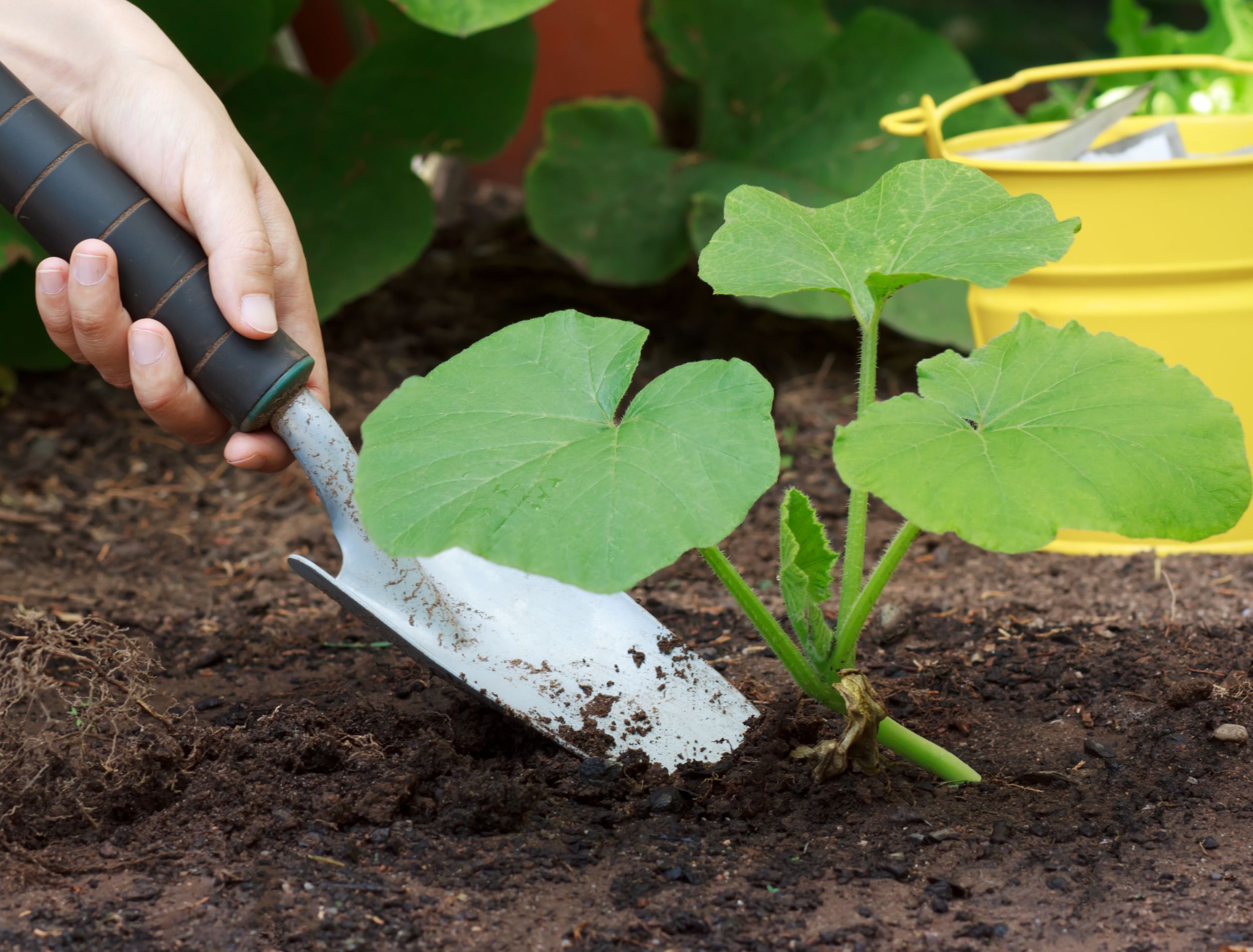 How to Fertilize Your Squash Plants
