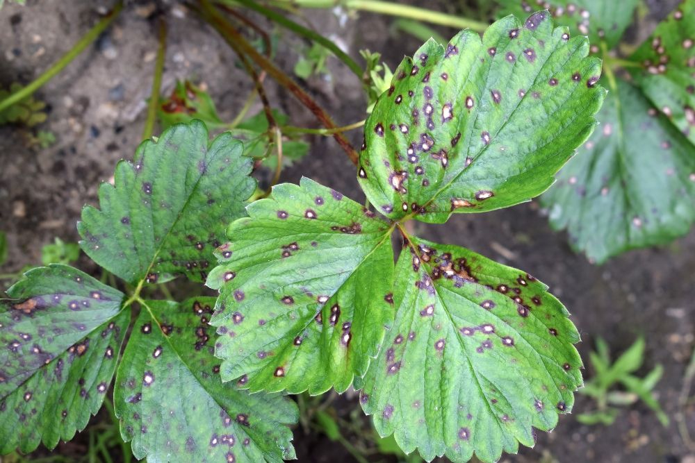 5 Common Strawberry Diseases & How to Fix Them