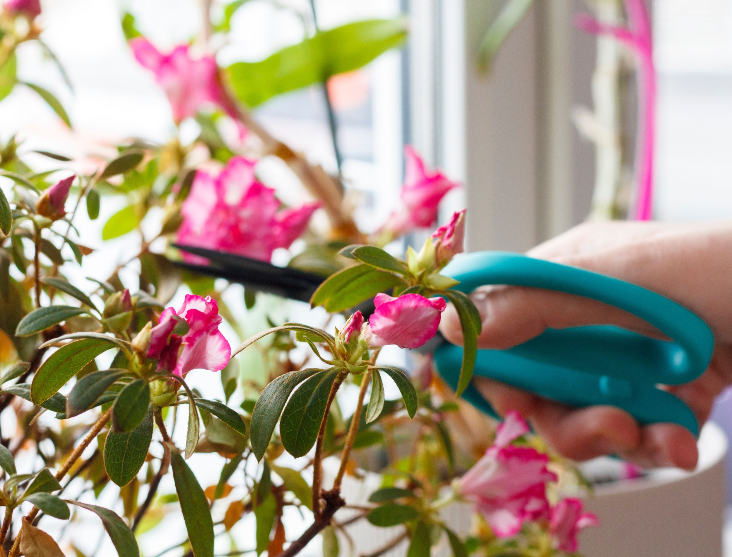 The Best Time to Prune Azaleas